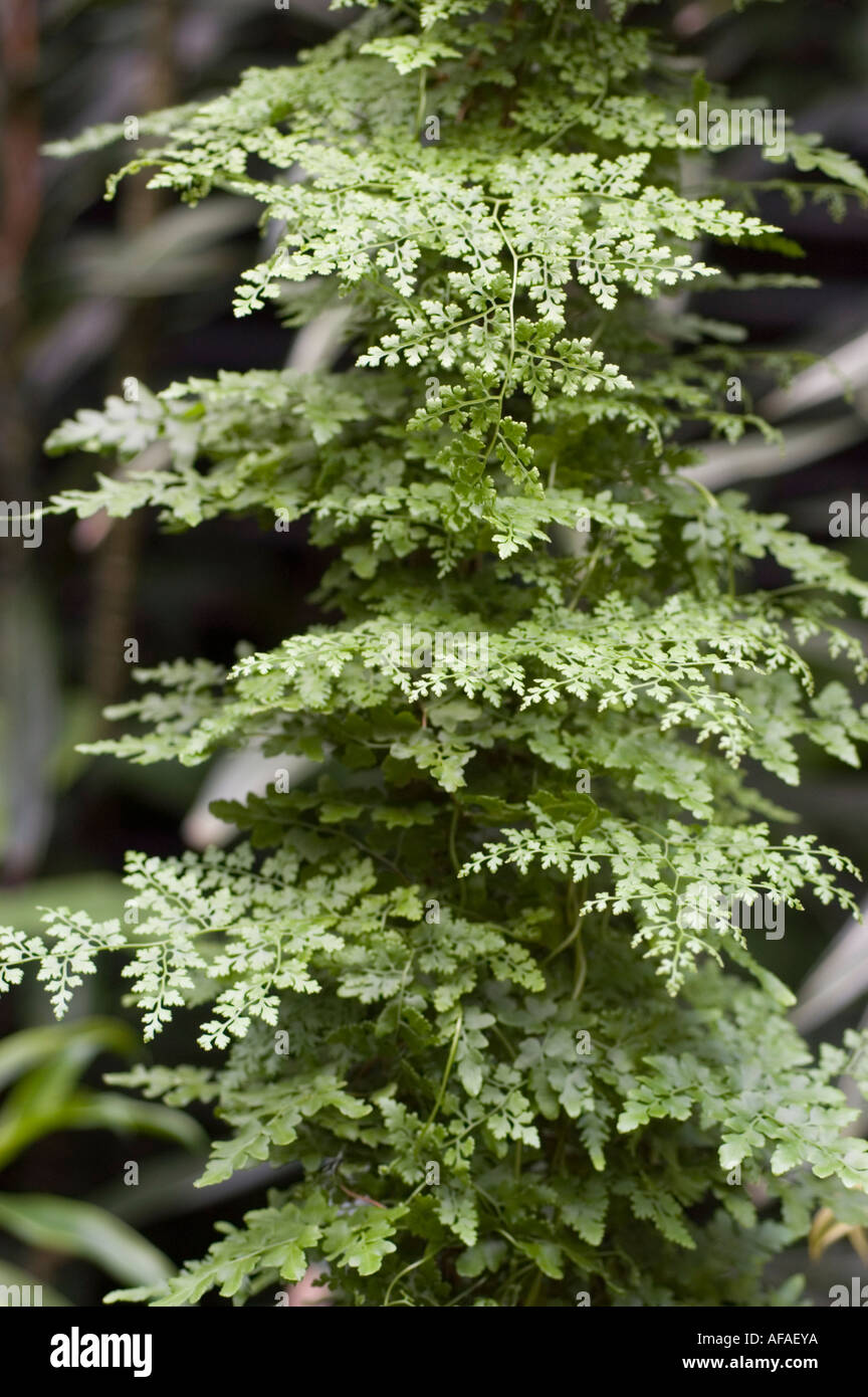 Japanese climbing fern Lygodium Japonicum Stock Photo - Alamy