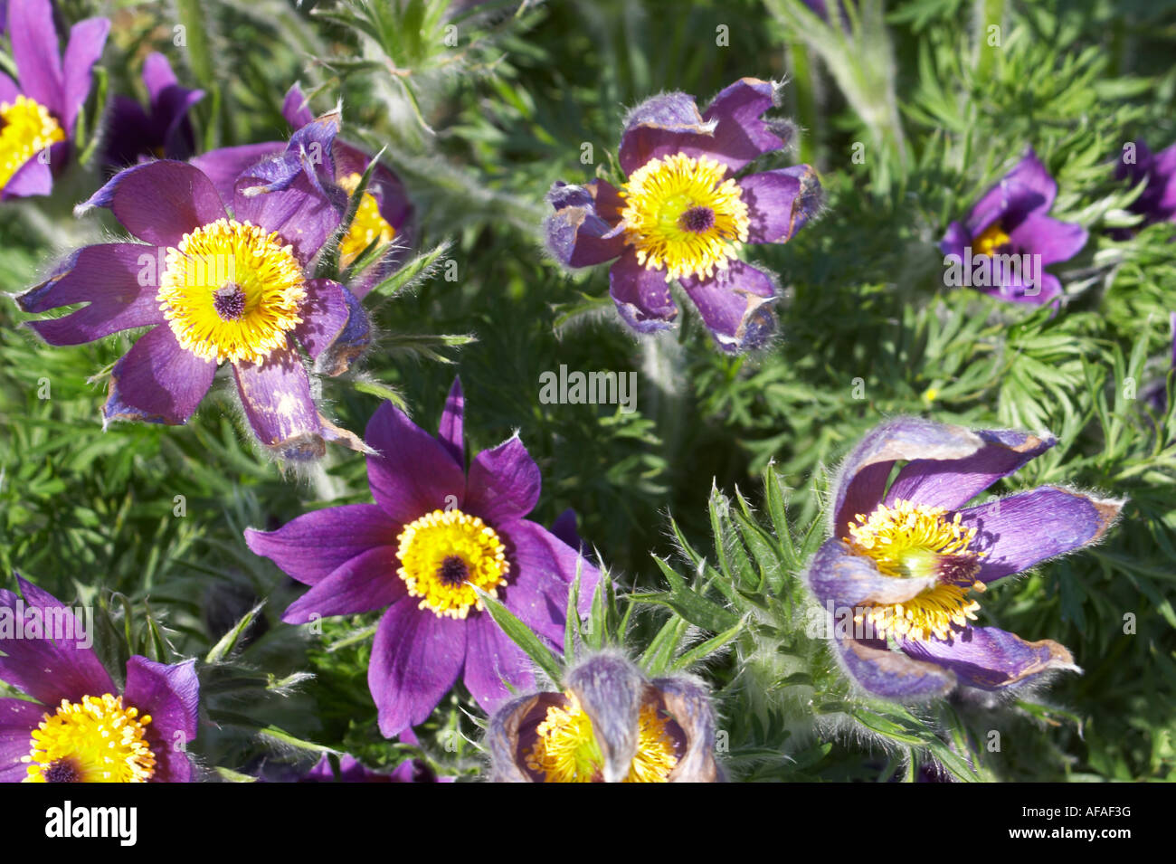 pasque flower pasqueflower Pulsatilla halleri Stock Photo - Alamy