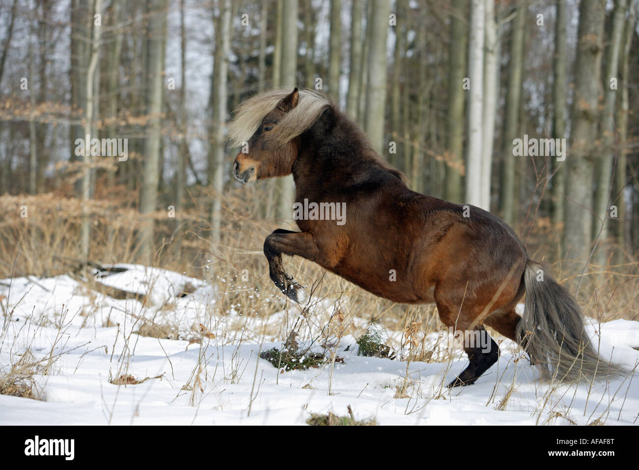 German Classic pony - rearing Stock Photo - Alamy