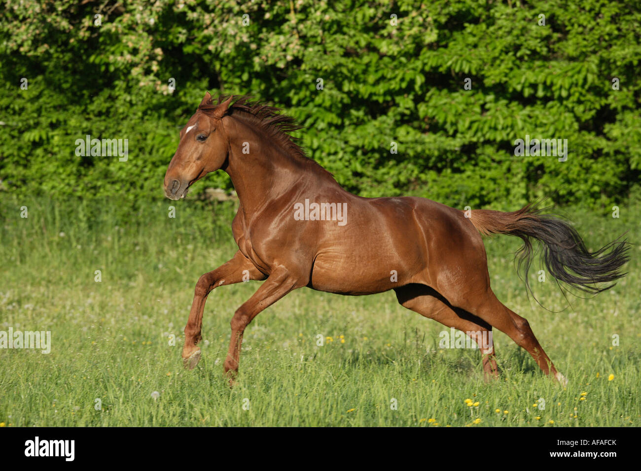English Thoroughbred. Chestnut adult galloping on a meadow Stock Photo ...