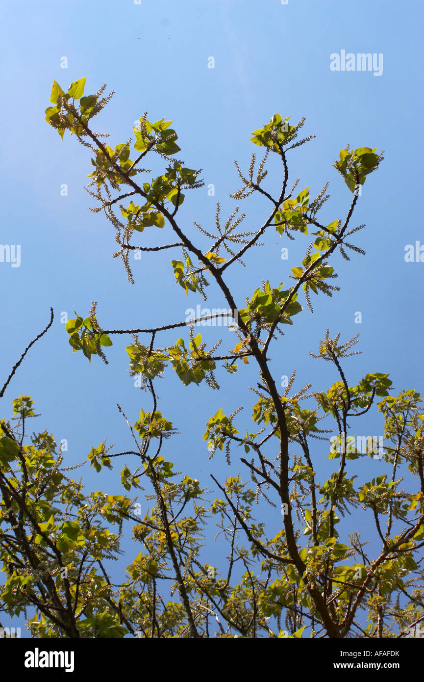 Populus wilsonii Wilson's Poplar Stock Photo - Alamy