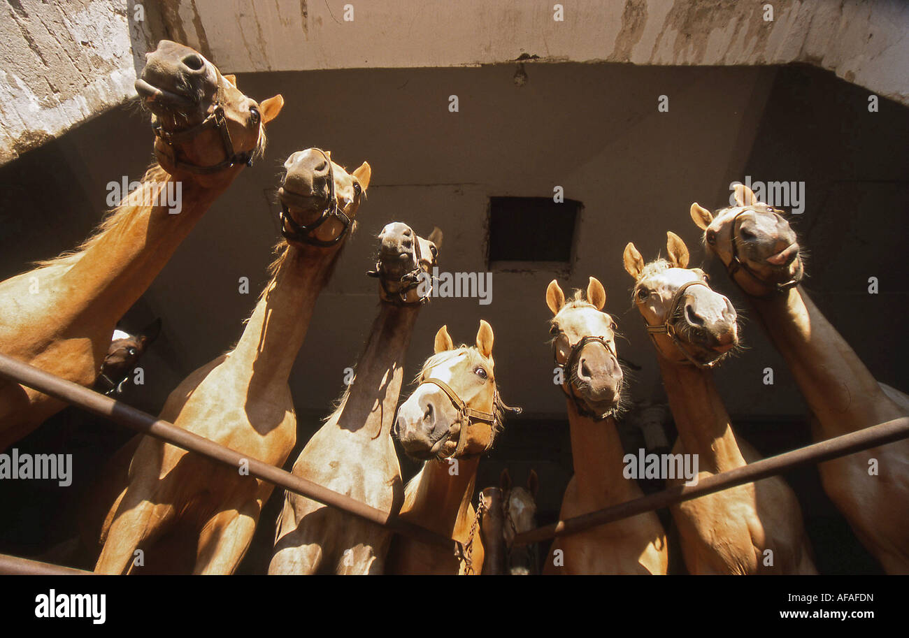 Kinsky hi-res stock photography and images - Alamy