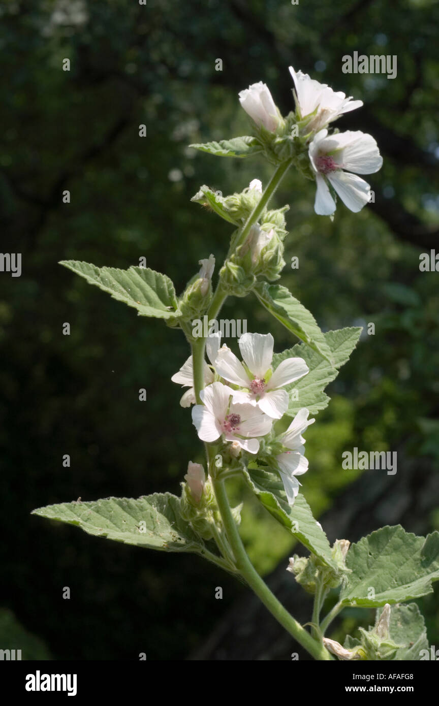 White flowers of Medicinal plant common marshmallow Malvaceae Althaea ...