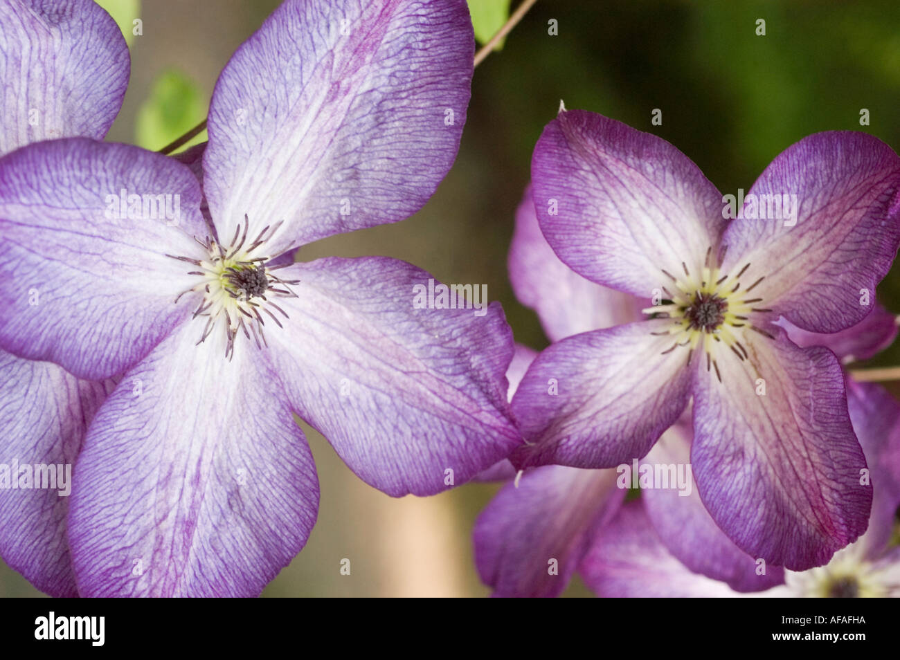 White and violet flowers close up of Ranunculaceae Clematis Venosa ...