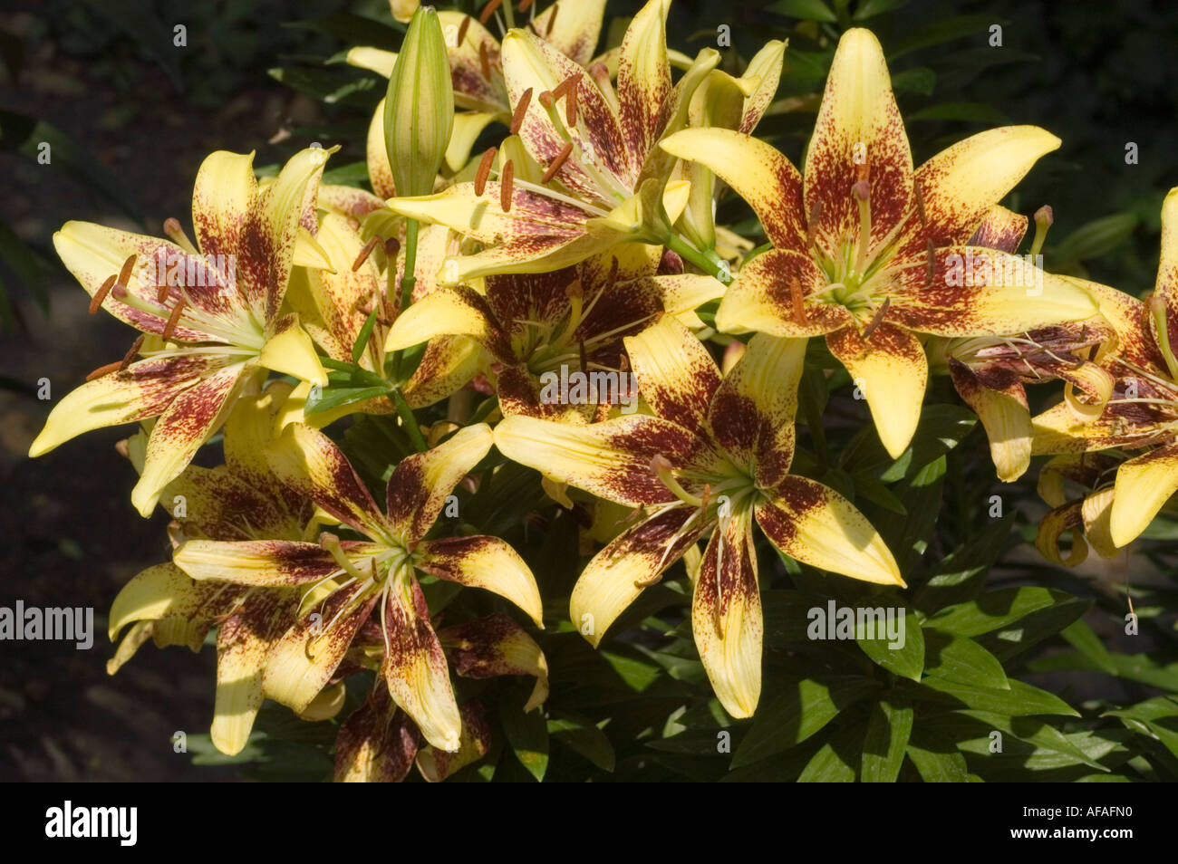 Yellow brown flower closeup of day lily or daylily Lilium Suncrest ...