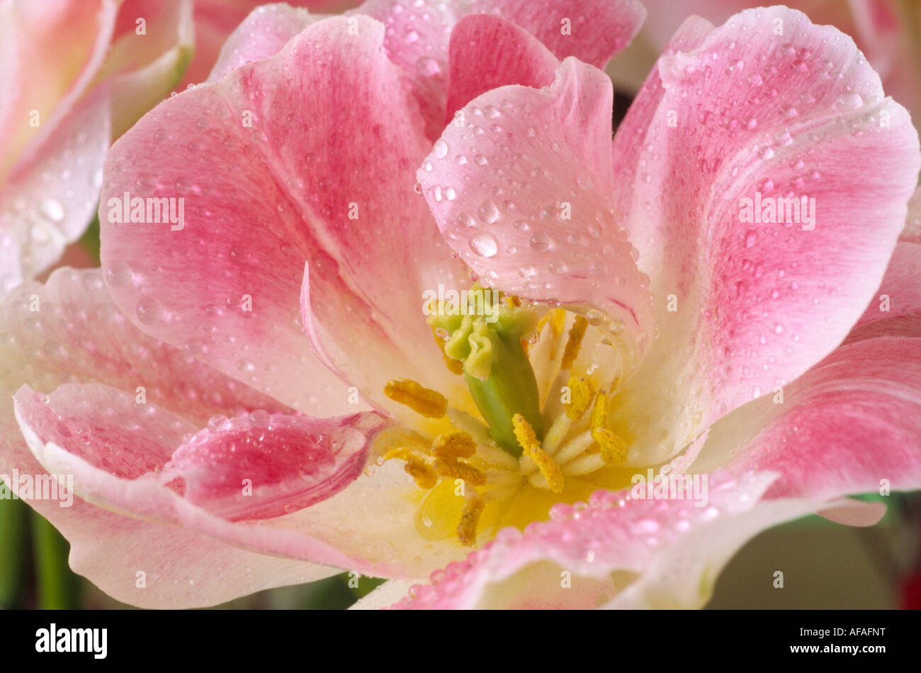 Tulipa 'Angélique' AGM Tulip Division 11 Double Late group Close up of ...