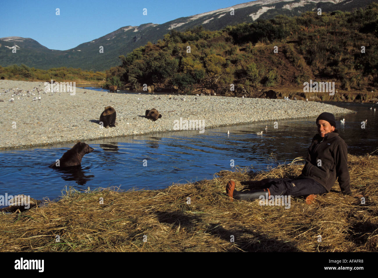 brown bear Ursus arctos grizzly bear Ursus horribils sow fishing for ...