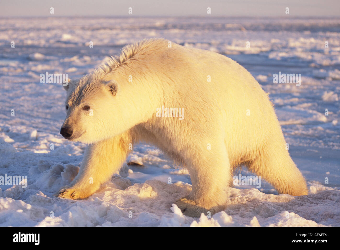 polar bear Ursus maritimus curious bear on the frozen pack ice 1002 ...