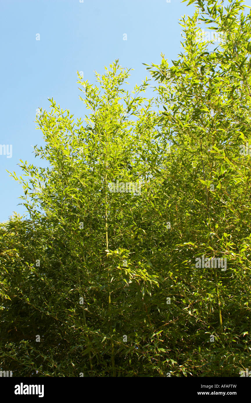 Bambuseae hi-res stock photography and images - Alamy