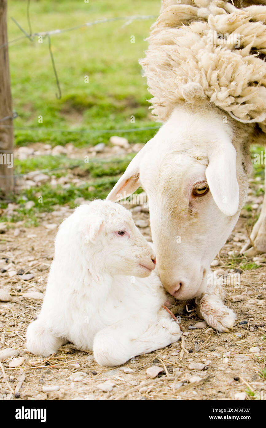 baby lamb being cleaned by his mother Stock Photo - Alamy