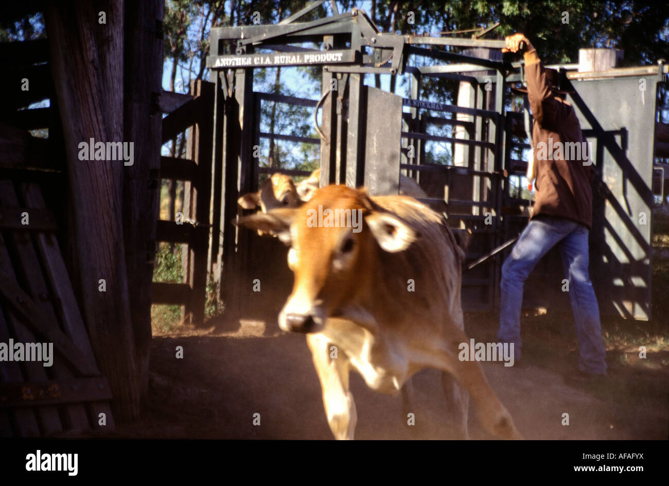 Stockman and Cattle Stock Photo - Alamy
