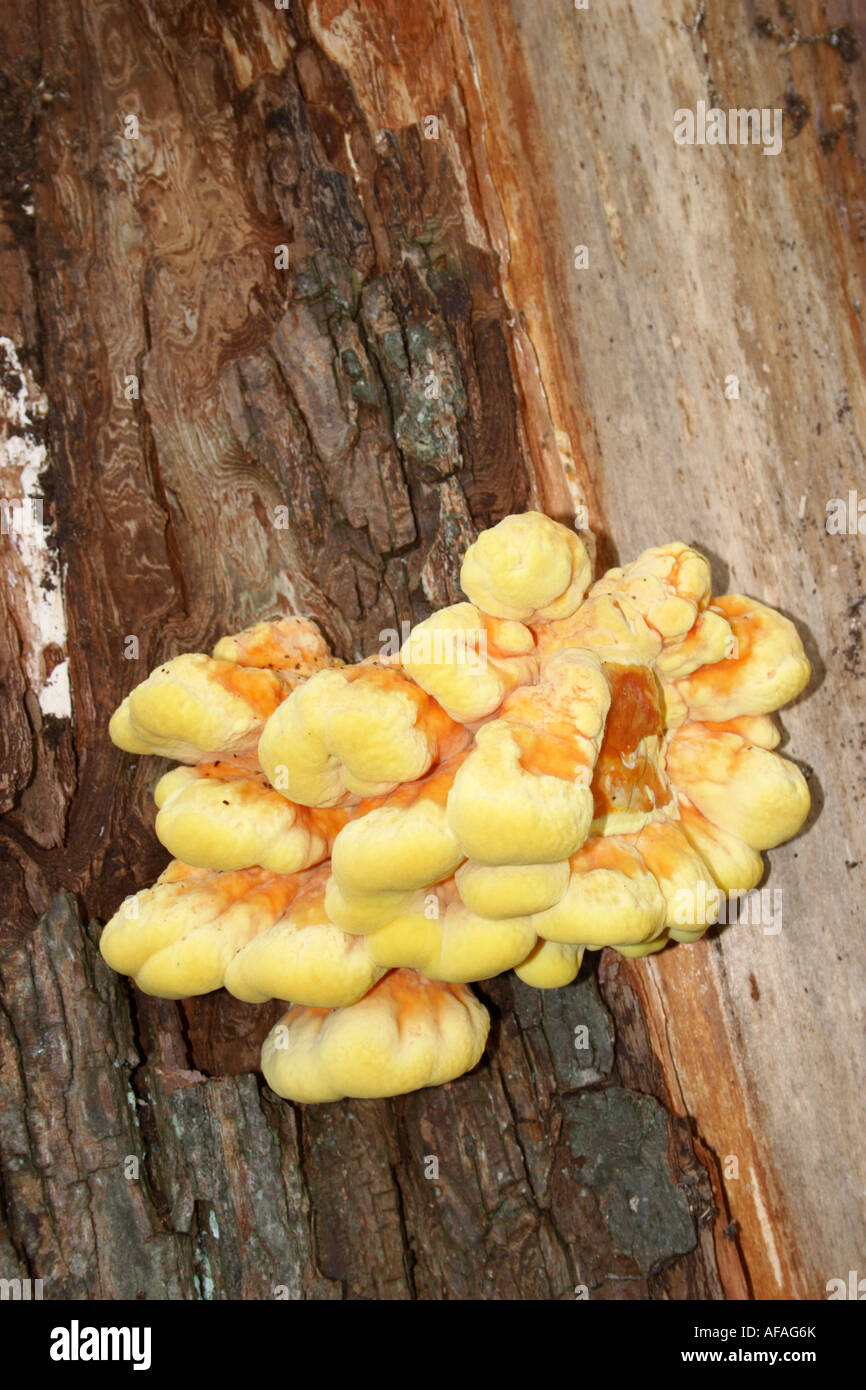 English willow tree hi-res stock photography and images - Alamy