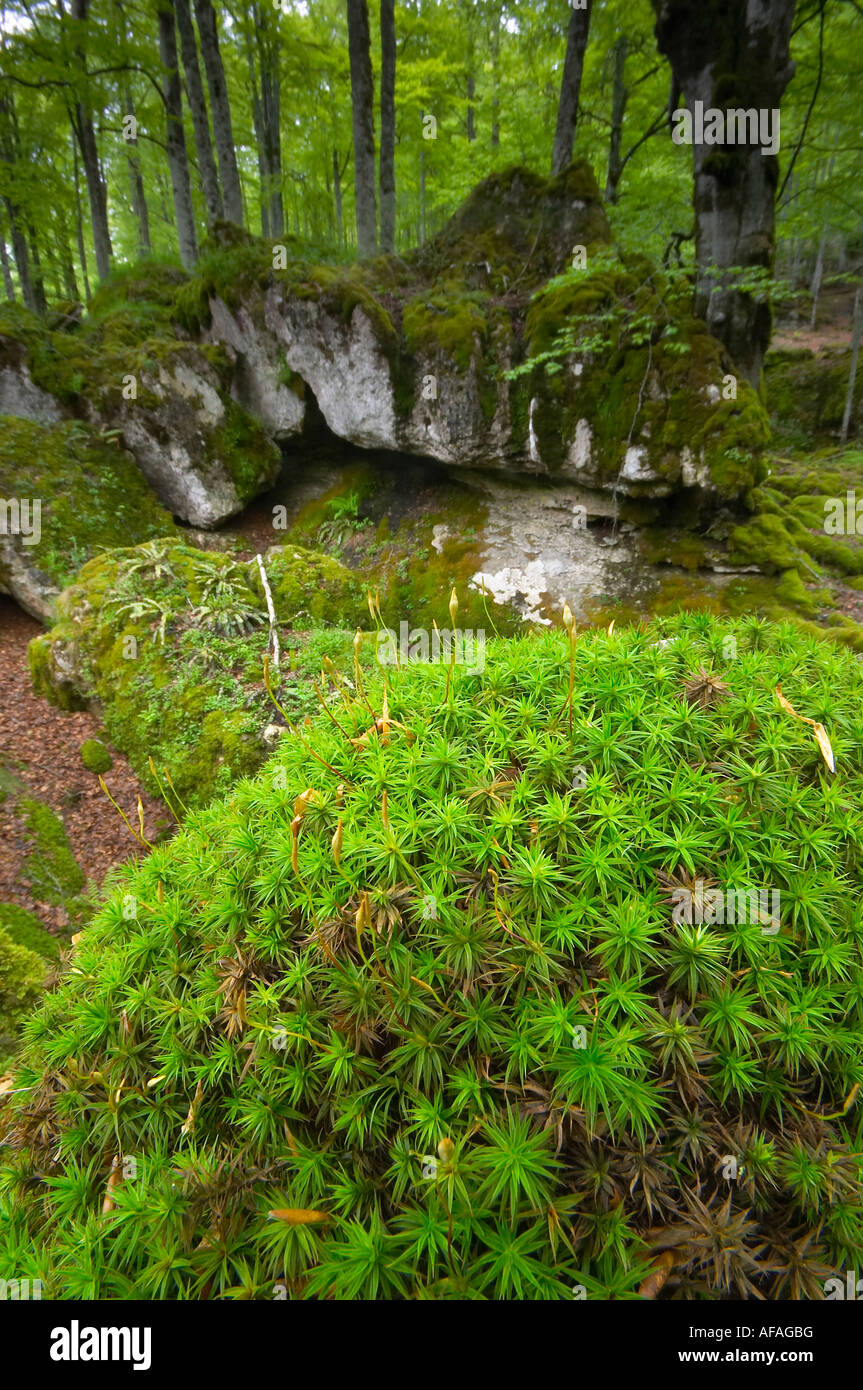 Parque Natural de Urbasa, Pais Vasco, España. Natural Park of Urbasa ...