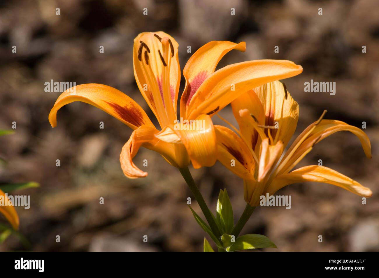 Jupiter day lily hi-res stock photography and images - Alamy