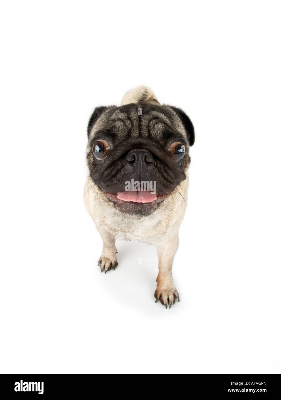 Pet wide angle dog Cut Out Stock Images & Pictures - Alamy