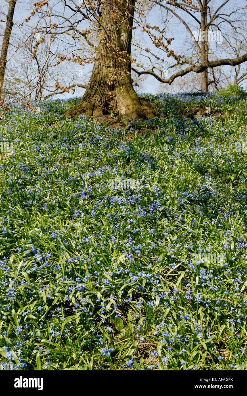 spring flowers yellow and blue on slope, Stockholm, Sweden Stock Photo ...