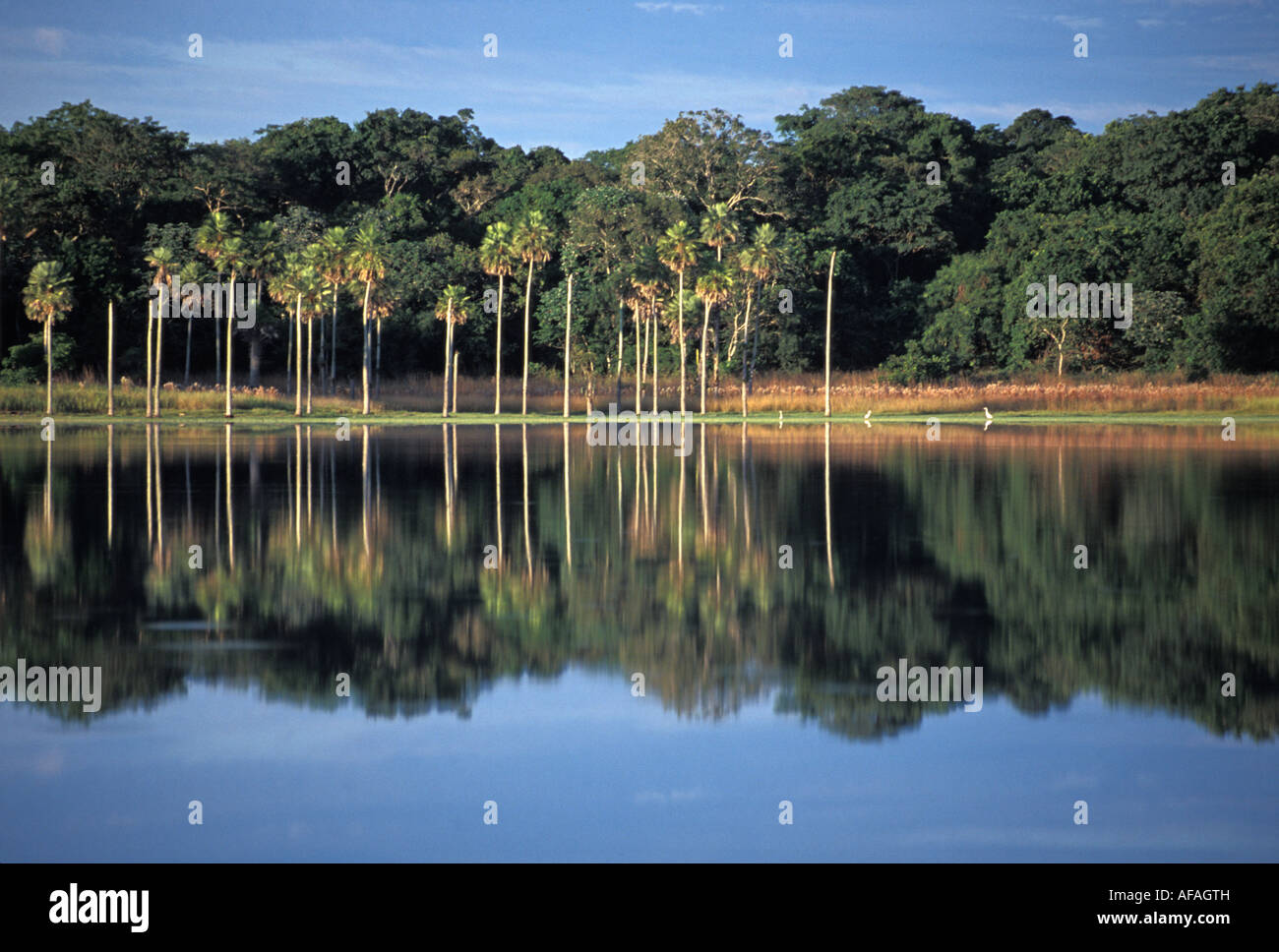 Salt Water Pond in the Pantanal, Brazil Stock Photo - Alamy