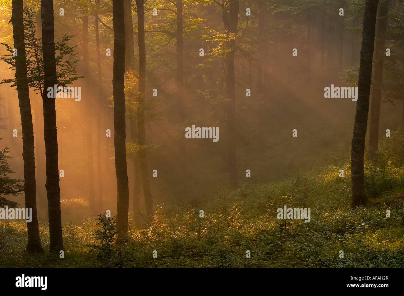 Hayedo con niebla al amanecer, Selva de Irati Navarra Spain. Beech ...