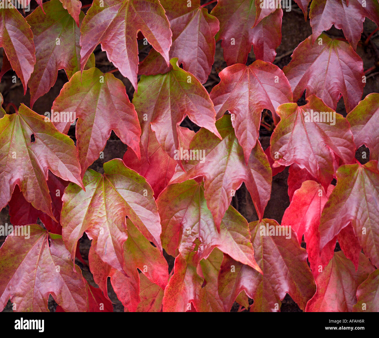 Boston Ivy Vine (parthenocissus tricuspidata) - Autumn Colours Stock ...