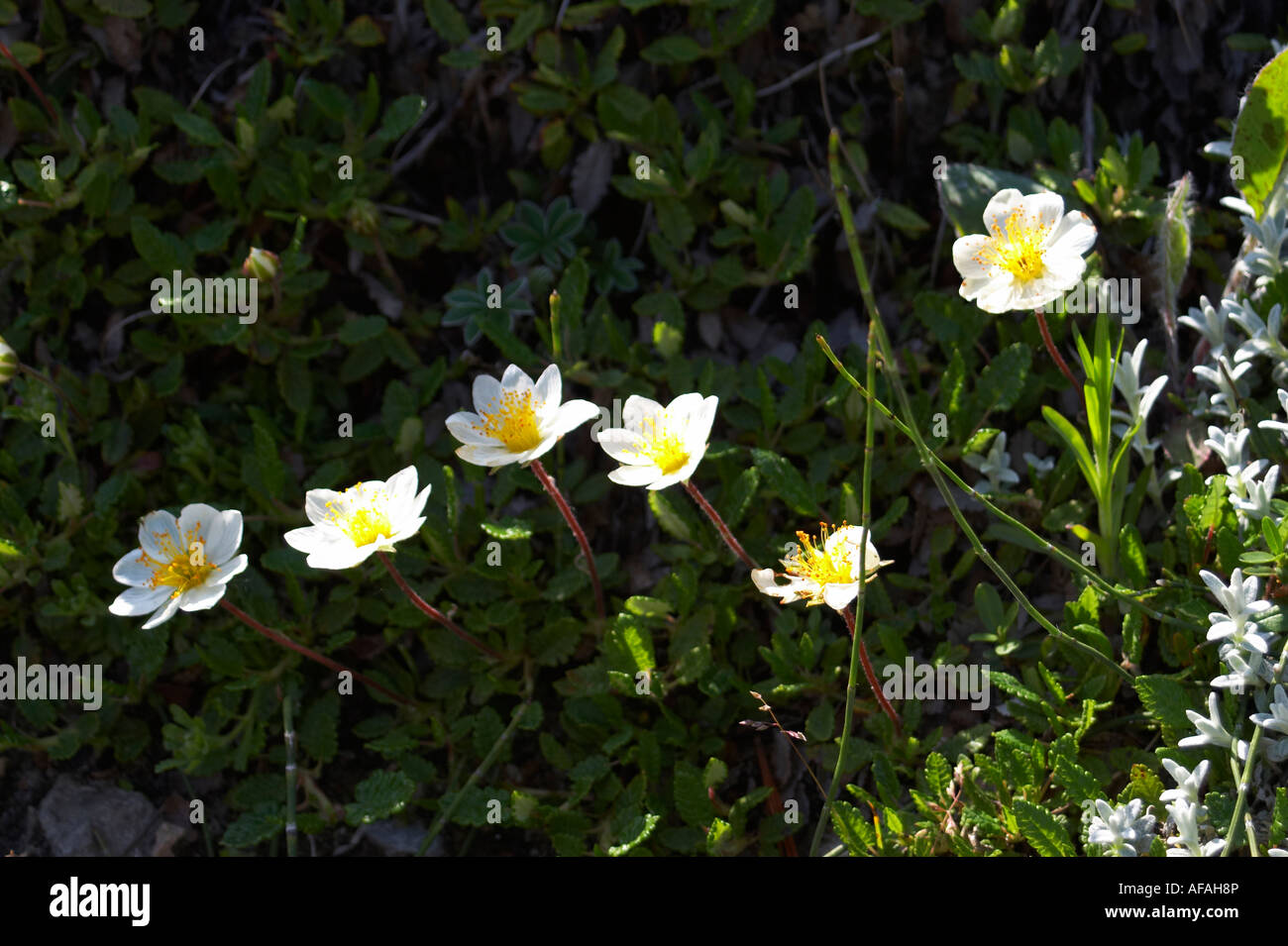 Dryas octopetala white dryas dryad Stock Photo - Alamy