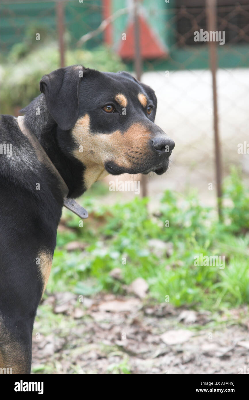 a dog stearing Stock Photo - Alamy