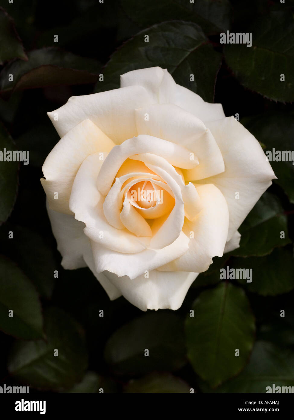 Cream white rose flower Rosa Racy Lady Stock Photo - Alamy