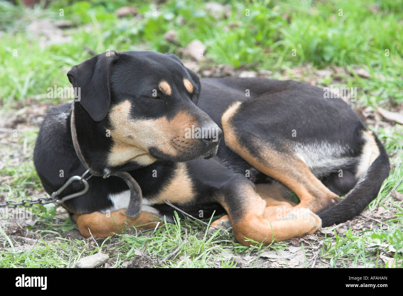 a dog resting Stock Photo - Alamy