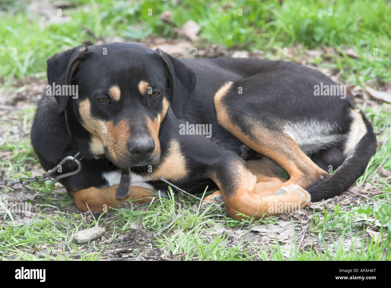 a dog resting Stock Photo - Alamy