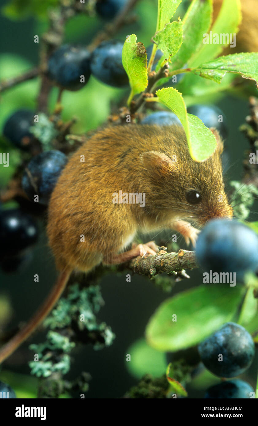 Harvest mouse eating autumn berries Stock Photo - Alamy