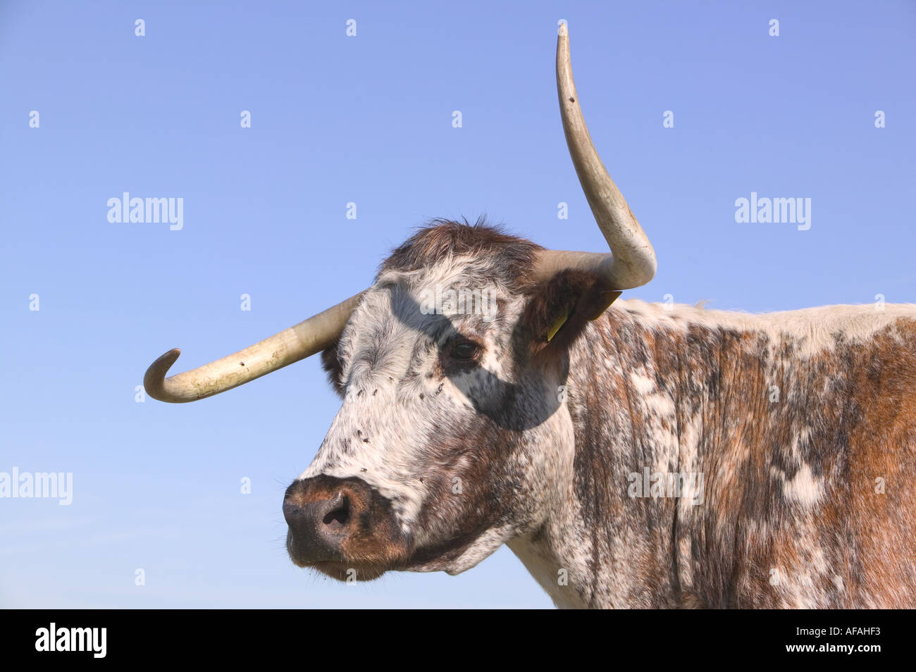 Long curved horns hi-res stock photography and images - Alamy