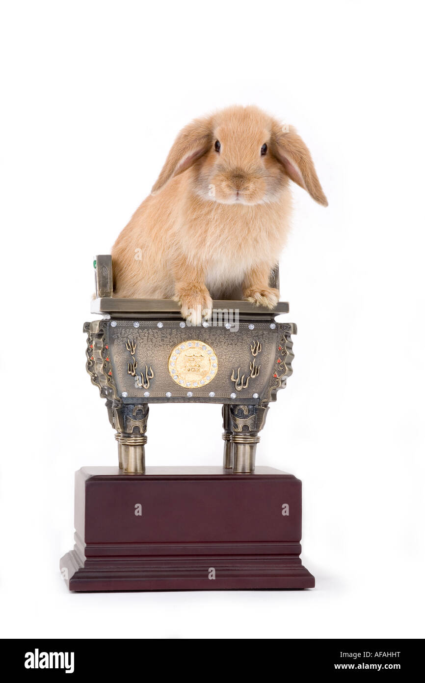 brown bunny in the trophy Stock Photo - Alamy