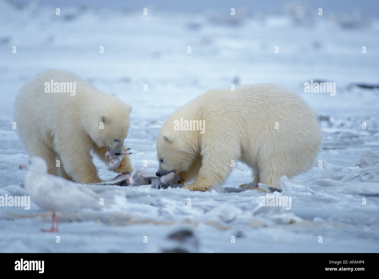 polar bear Ursus maritimus pair of cubs feeding on a glaucous winged ...