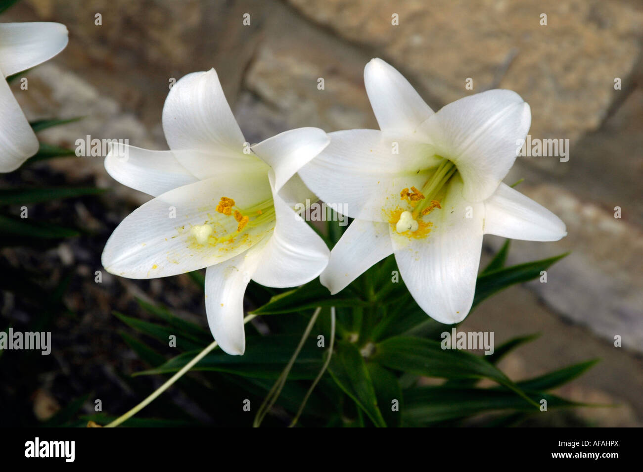 Two white lilies in a small garden bed Stock Photo - Alamy