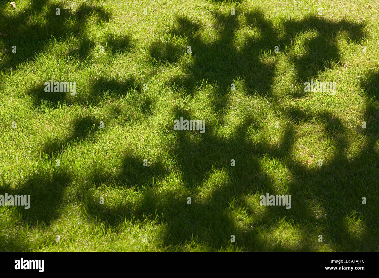 Dappled light green grass leaves hi-res stock photography and images ...