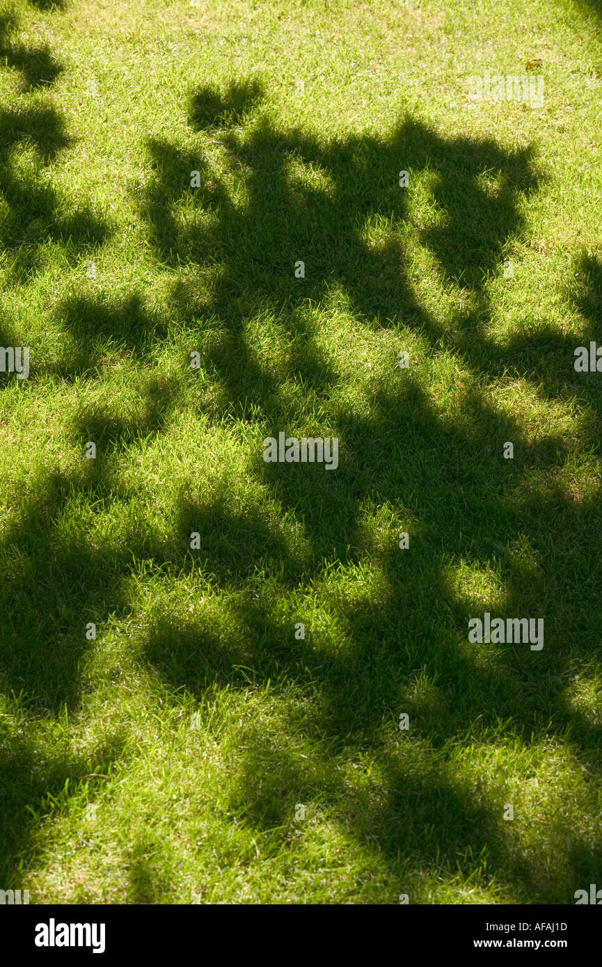 dappled shade light and shade on a lawn with tree leaves providing ...