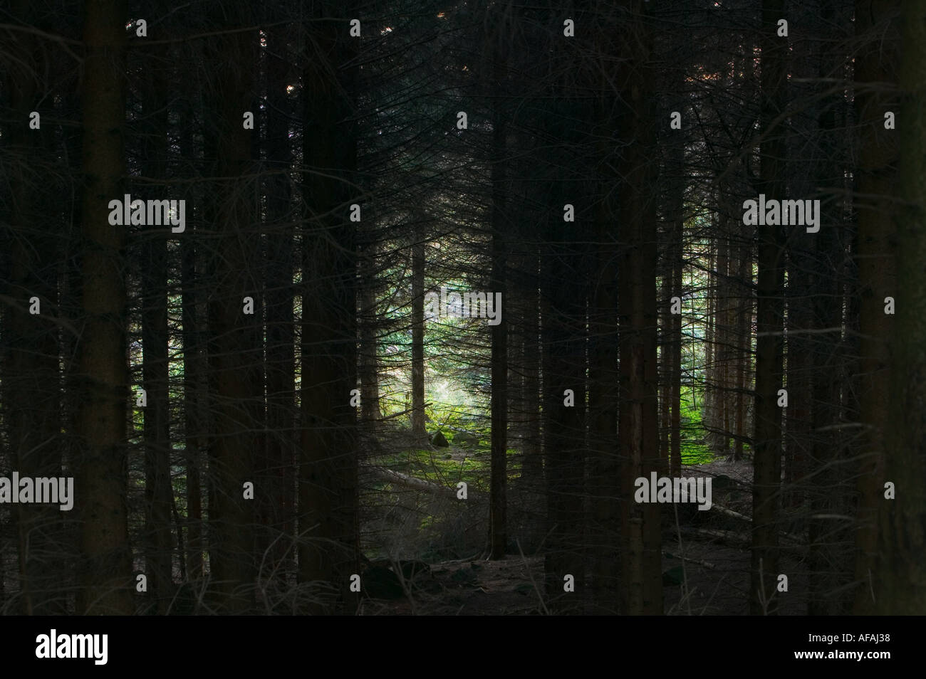 Evening light through a densely packed conifer plantation near ...