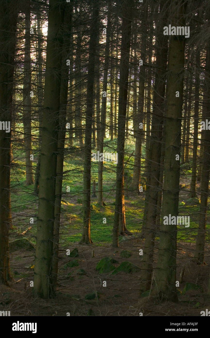 Densely packed trunks hi-res stock photography and images - Alamy