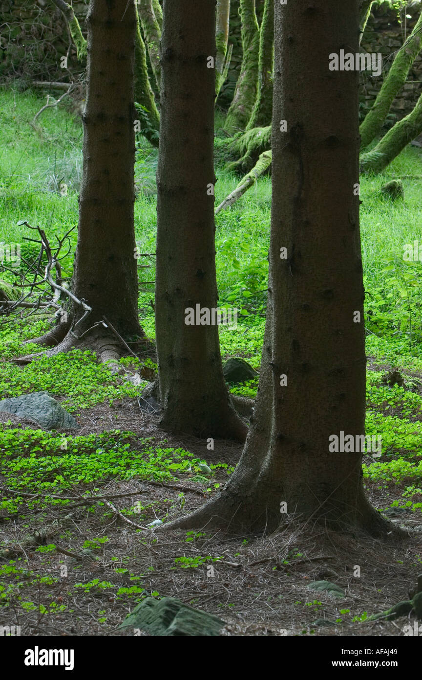 growth on the floor of a forestry plantation near Troutbeck Lake ...