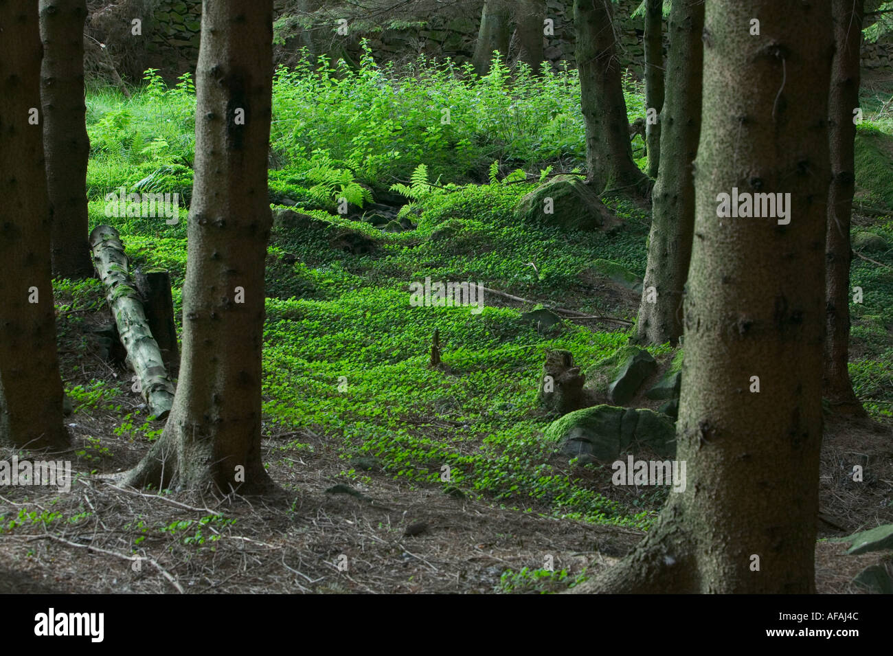 growth on the floor of a forestry plantation near Troutbeck Lake ...