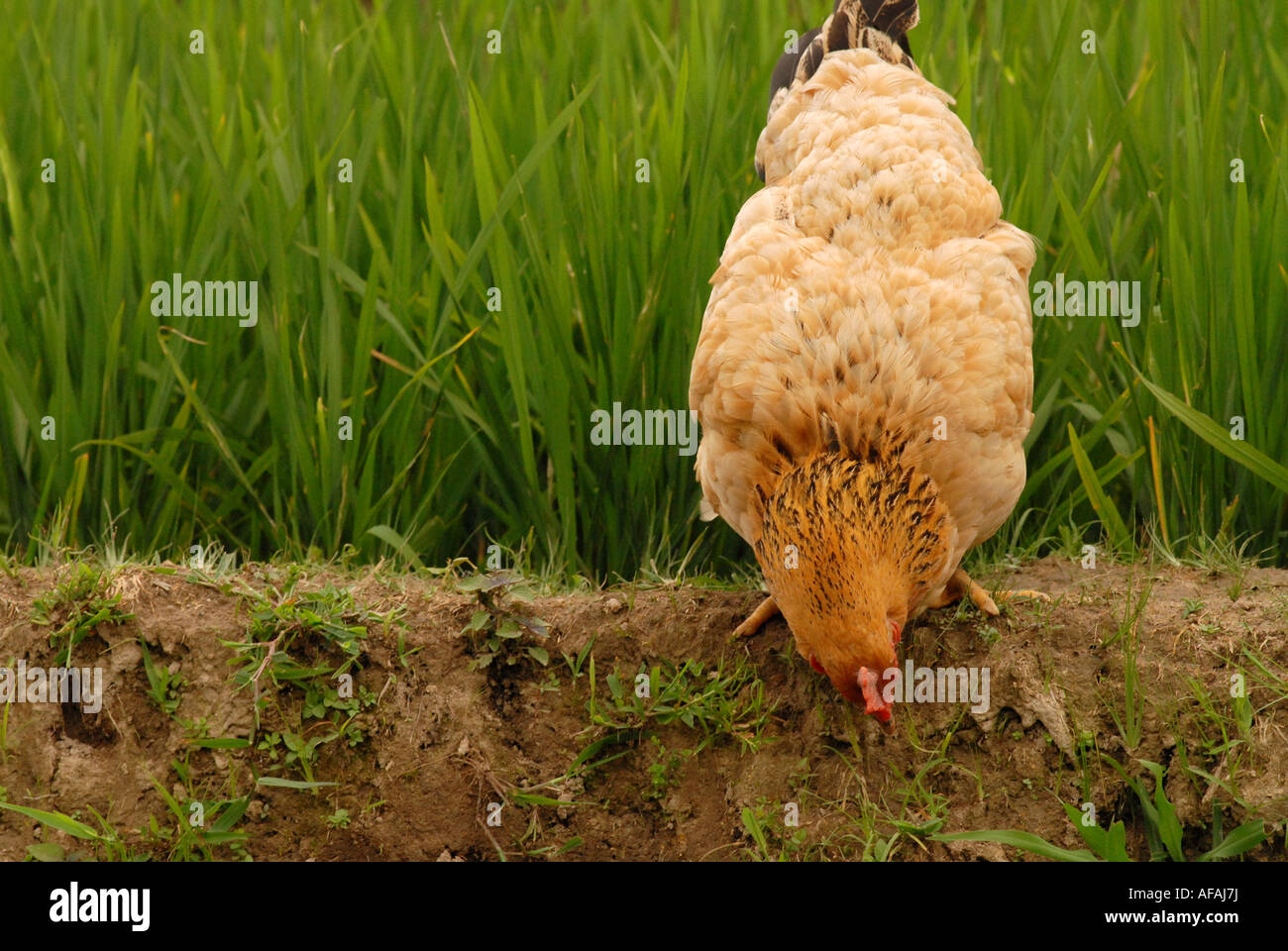 Unusual chickens hi-res stock photography and images - Alamy