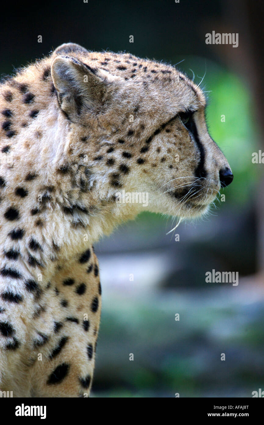 King Cheetahs High Resolution Stock Photography and Images - Alamy