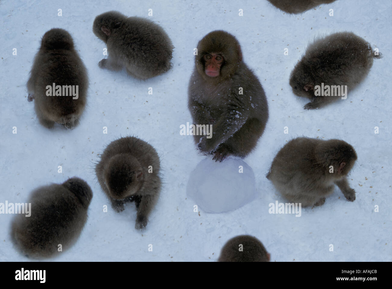 Japanese macaque snowball hi-res stock photography and images - Alamy