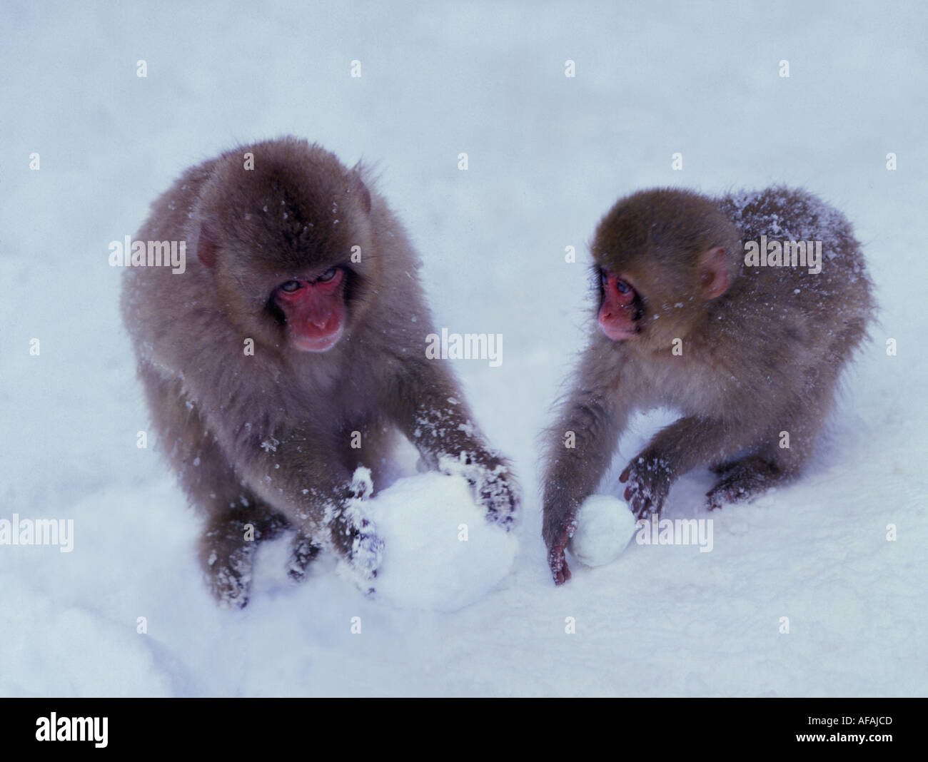 Two Japanese Snow Monkeys playing with snowballs Japan Stock Photo - Alamy
