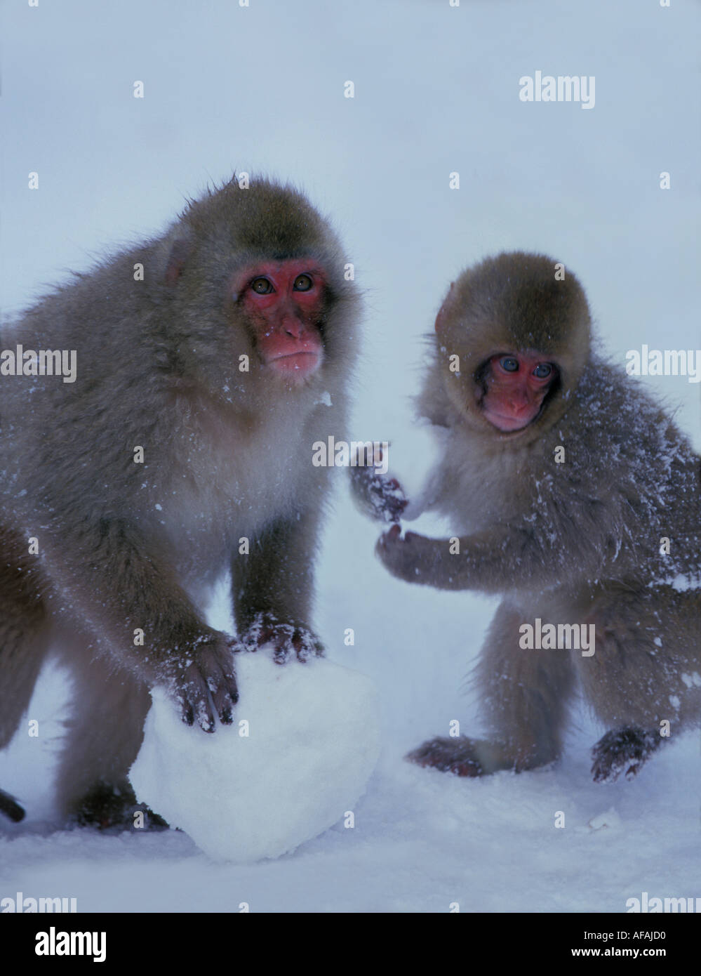 Two Japanese Snow Monkeys playing with snowballs Japan Stock Photo - Alamy
