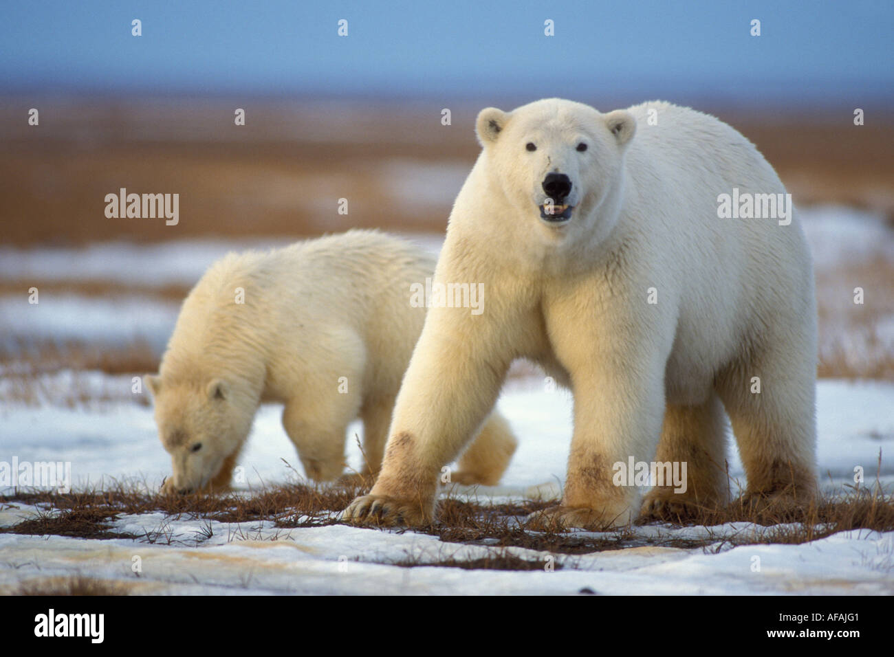 Baby sea bear looks hi-res stock photography and images - Alamy