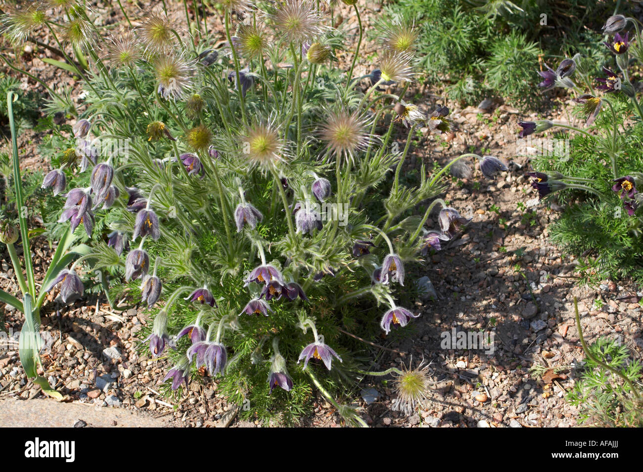 A pasque flower pasqueflower Pulsatilla halleri Stock Photo - Alamy