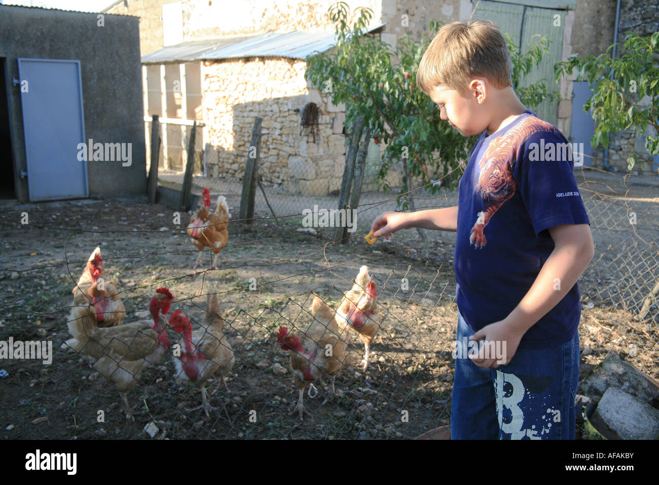 Boy feeding hens hi-res stock photography and images - Alamy