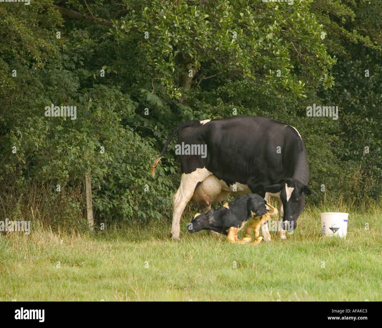 Friesen young hi-res stock photography and images - Alamy