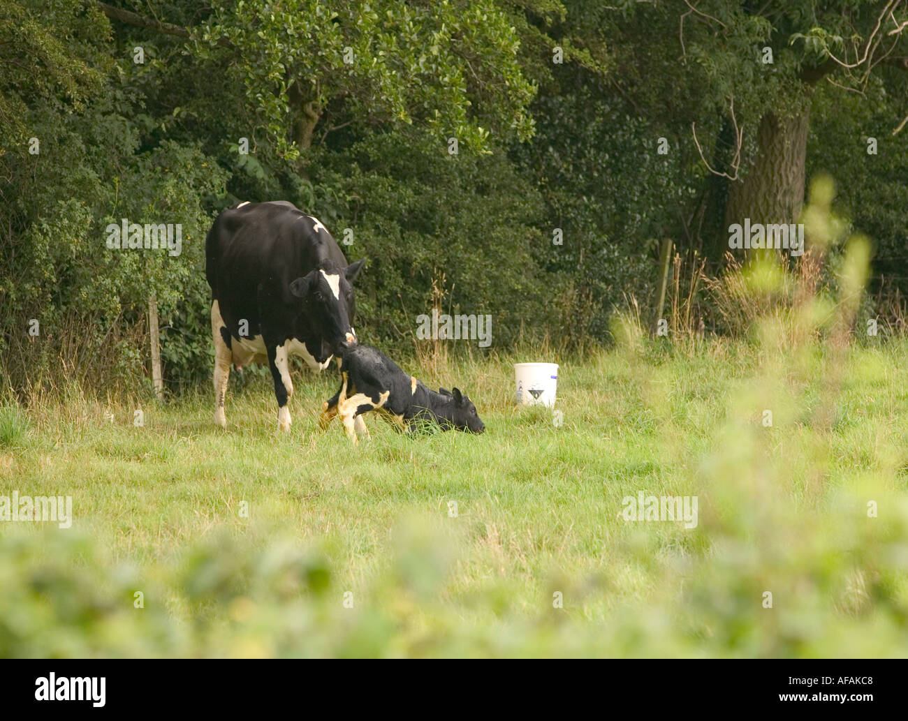 A new born friesen cow calf tries to stand for the first tiem on a farm ...