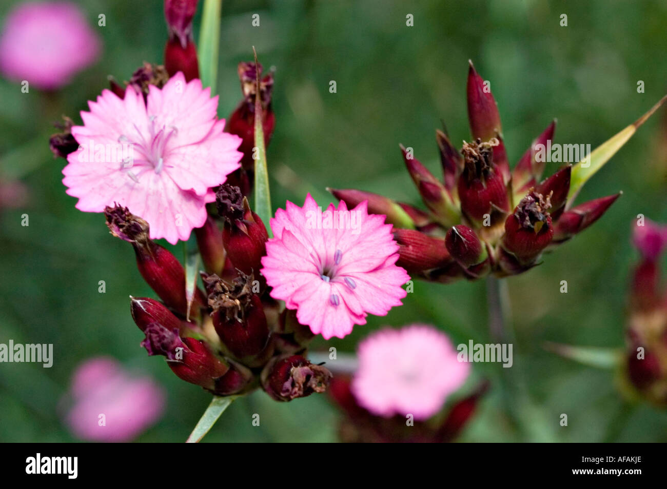 Caryophyllaceae dianthus hi-res stock photography and images - Alamy